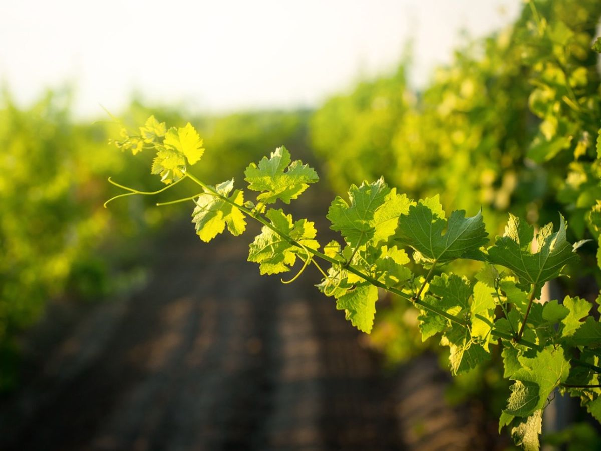 Grapevine Pests - Learn About Grape Bud Mite Control | Gardening Know How
