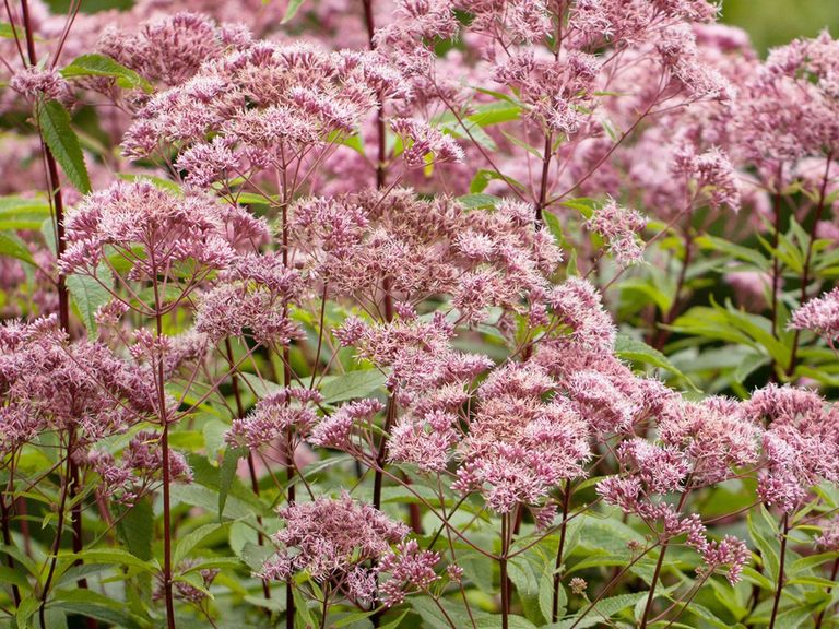 Telling Joe Pye Weeds Apart – Differences Between Eupatorium Plants ...