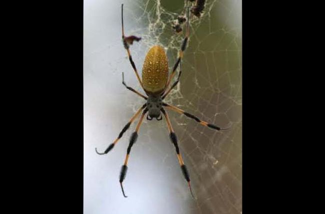 NASA's Space Spiders Star in e-Book for 'The Amazing Spider-Man 2' | Space