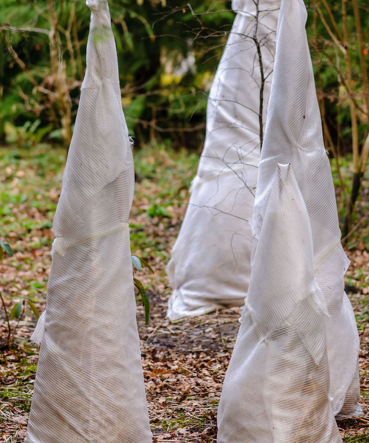 How to protect plants from snow: essential cold weather care | Gardeningetc