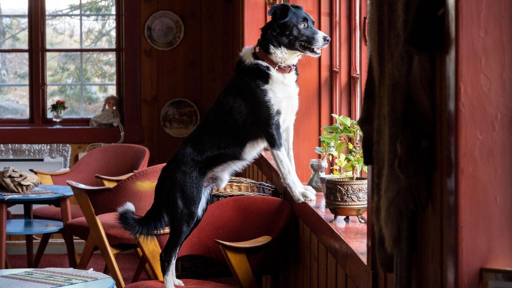 10 signs a dog is stressed | PetsRadar