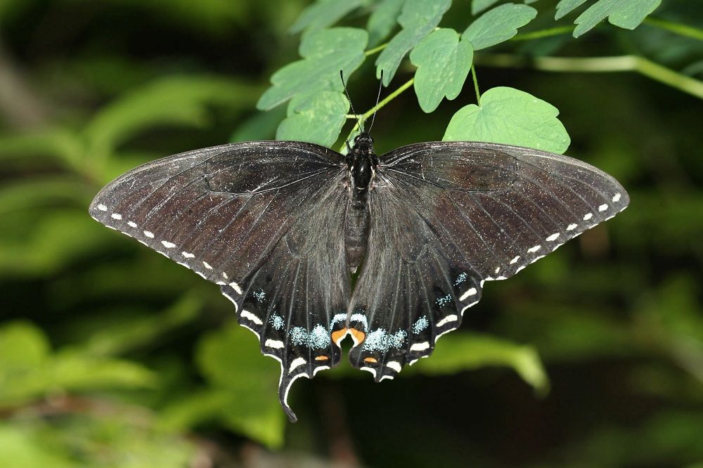 Common Butterfly Is Hybrid of Two Species | Live Science