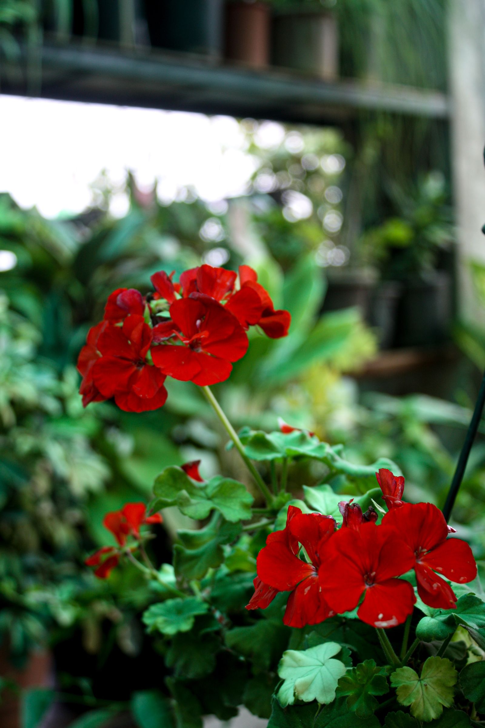 How to deadhead geraniums – and why geranium leaves turn yellow | Homes ...