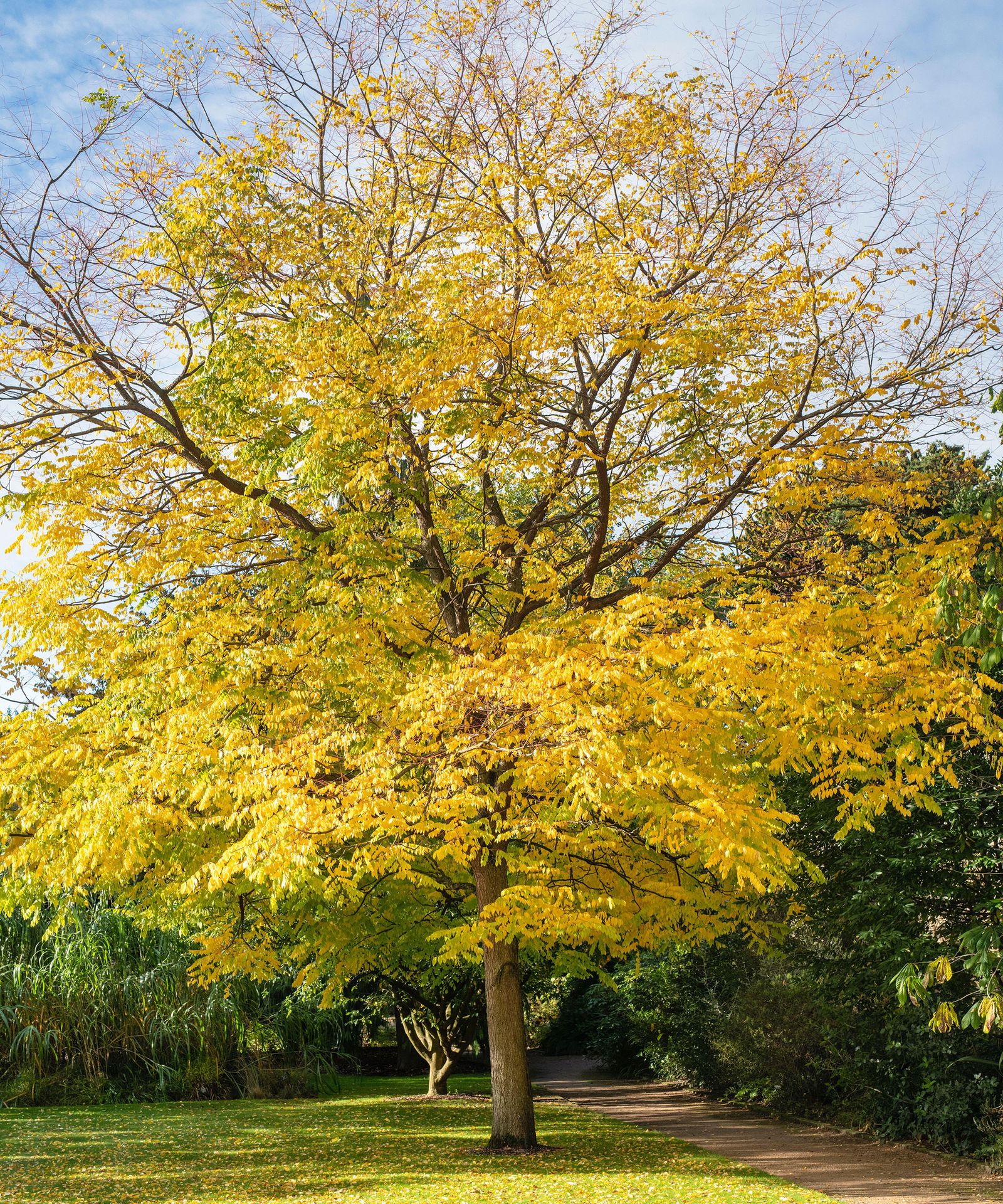 Kentucky coffeetree care and growing guide | Homes and Gardens