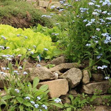 When to sow forget-me-not seeds in the ground or containers | Ideal Home