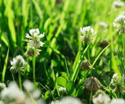 8 unexpected benefits of growing clover in your yard | Homes and Gardens