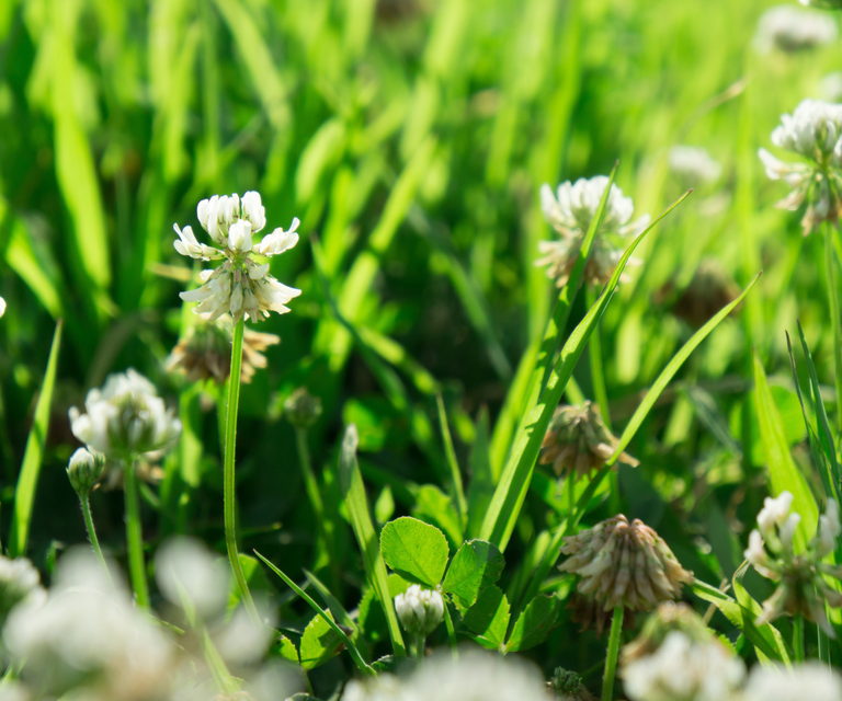 8 unexpected benefits of growing clover in your yard | Homes and Gardens