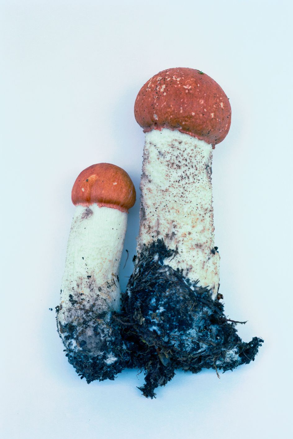 Takashi Homma: Bach, punk & photography with no preparation | Wallpaper