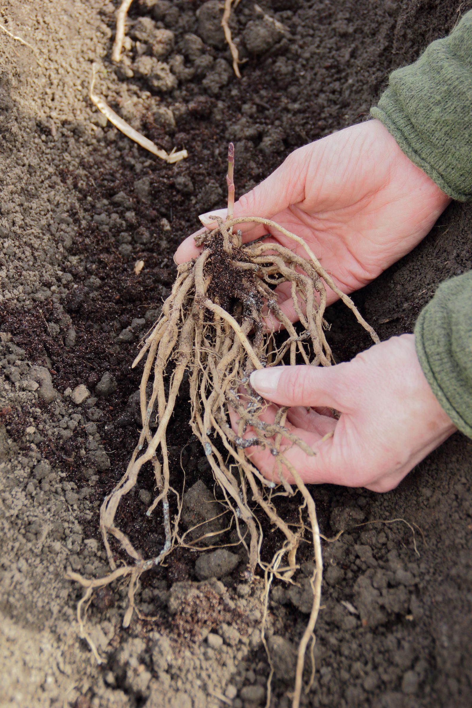 When to plant asparagus: the vitamin rich superfood | Homes and Gardens