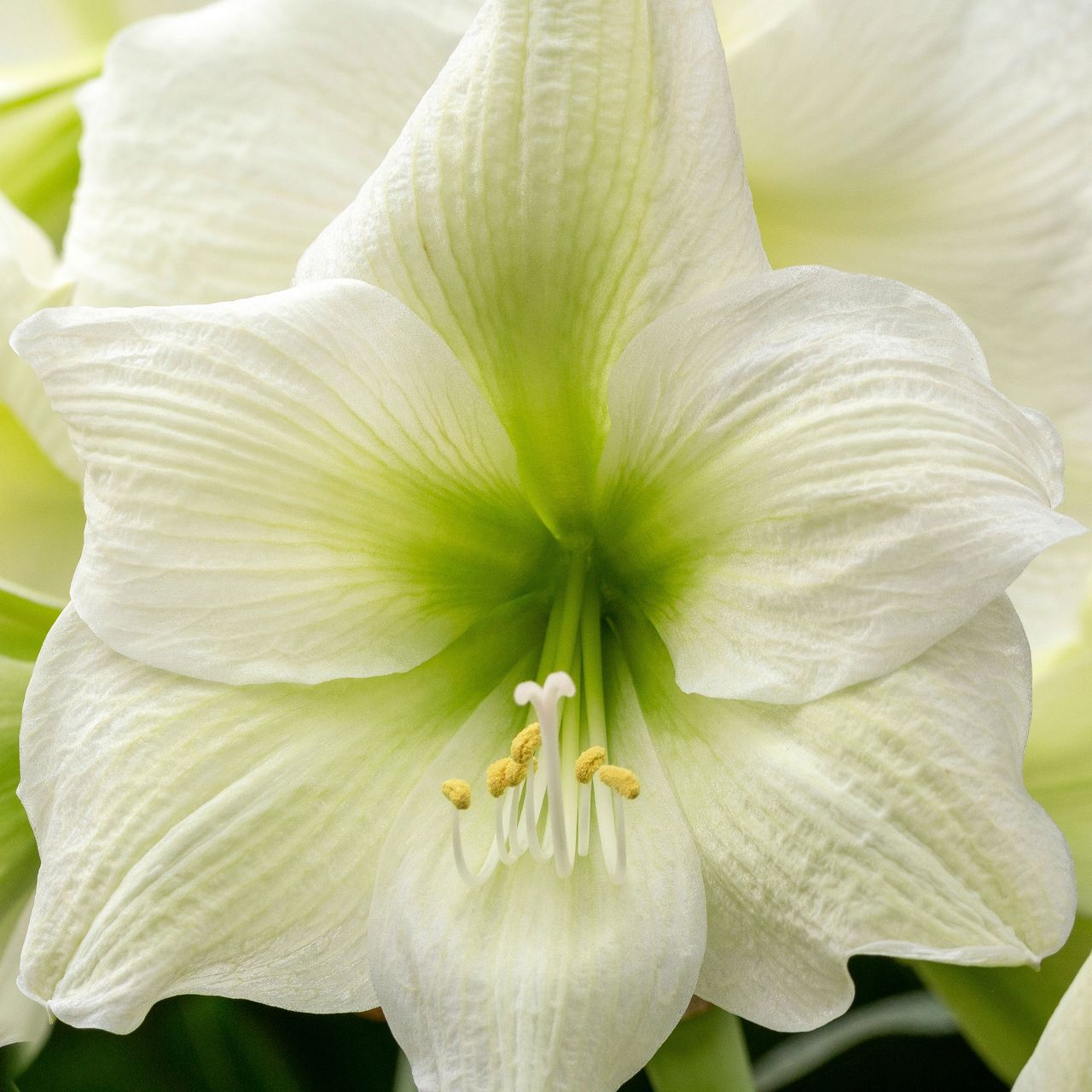 Bulb Plant Types: What Are The Different Types Of Bulbs | Gardening ...