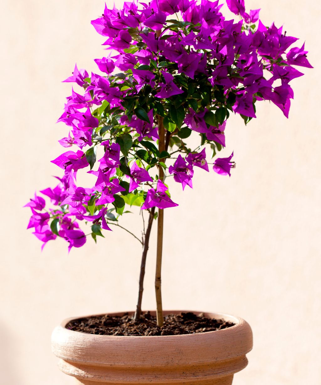 Bougainvillea care and growing guide | Homes and Gardens