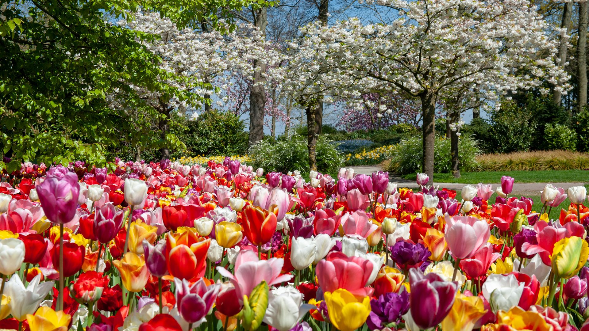 Spring garden jobs: 20 simple tasks to get your plot summer-ready ...