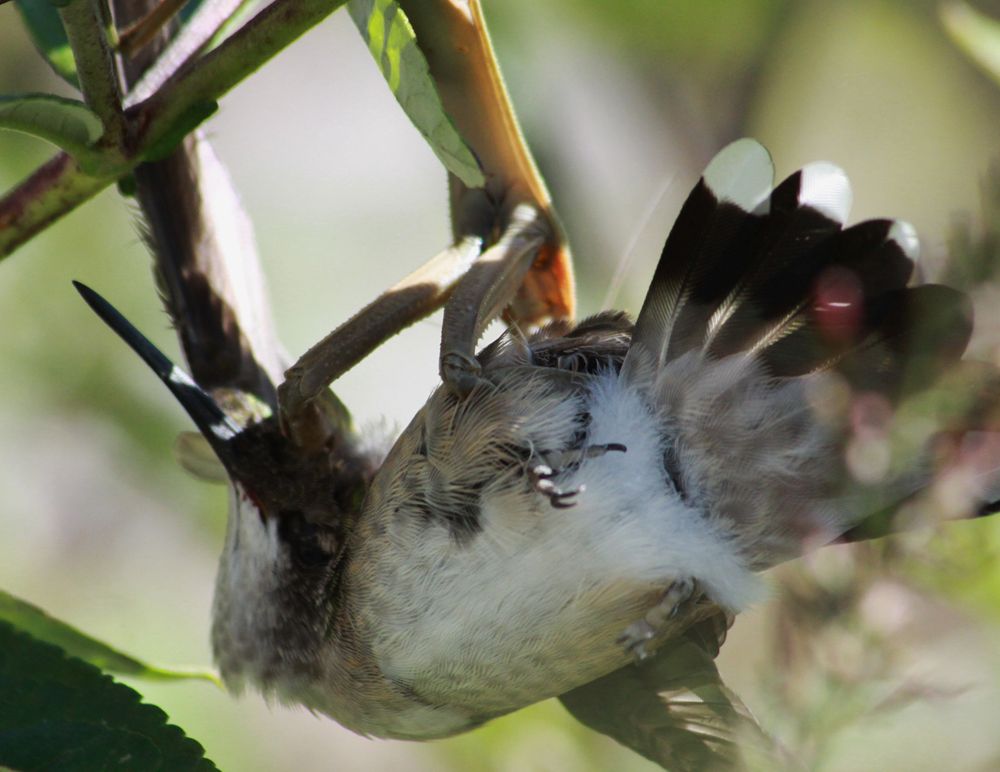 Lunch on the Wing: Mantises Snack on Birds (Photos) | Live Science