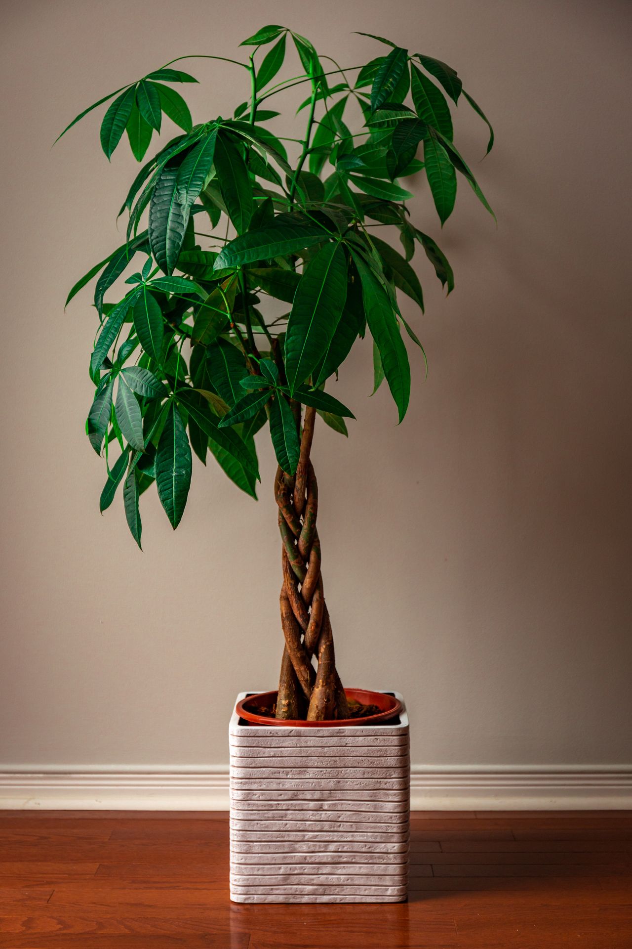 Where to Place a Money tree for Feng Shui — An Expert Guide | Livingetc