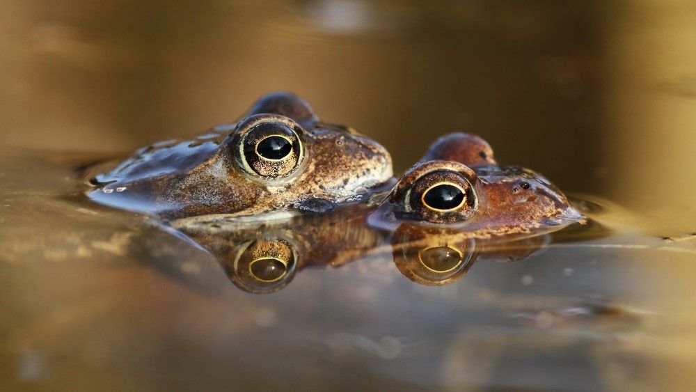 'Ancient death trap' preserved hundreds of fossilized frogs that ...