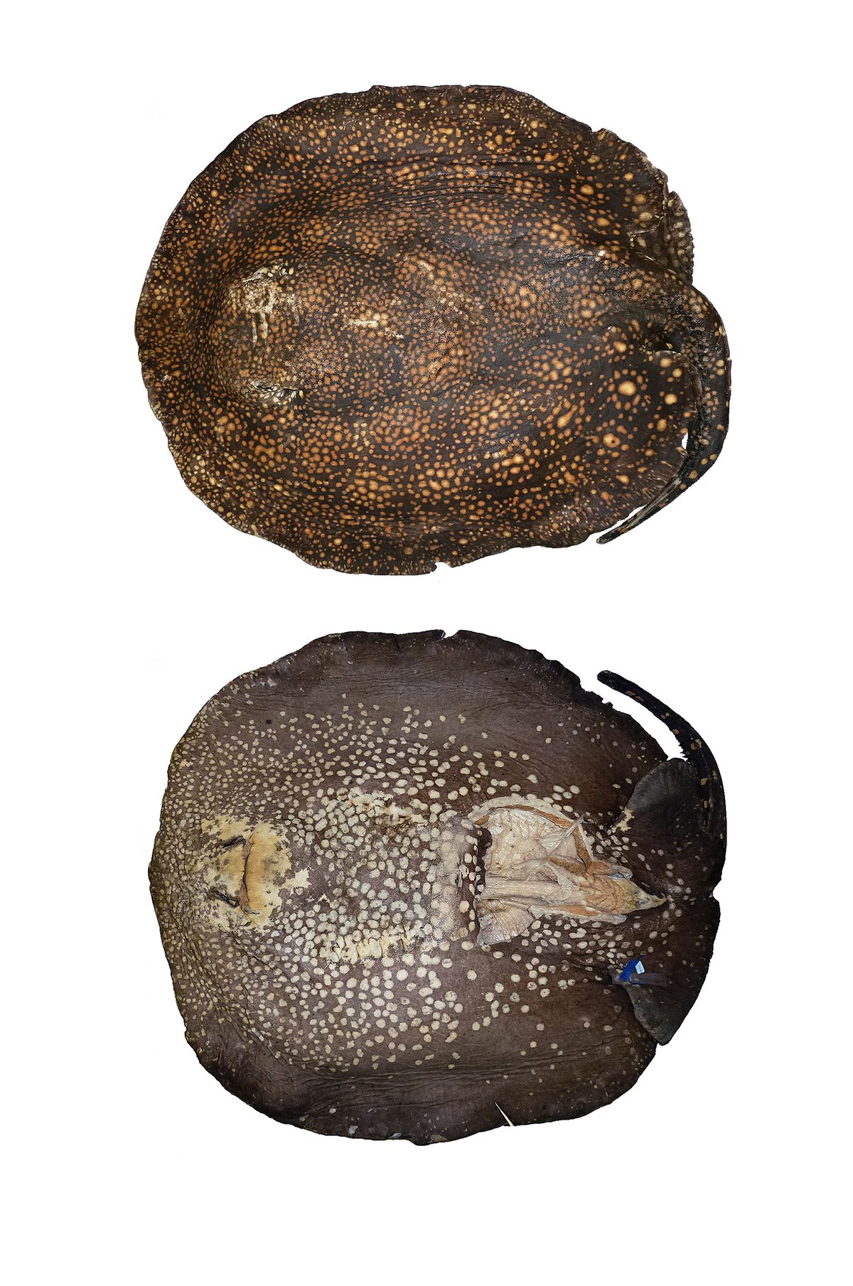 In Images: Meet the Top 10 Newfound Species | Live Science