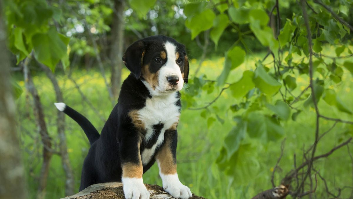 32 things to know about Greater Swiss Mountain dogs | PetsRadar
