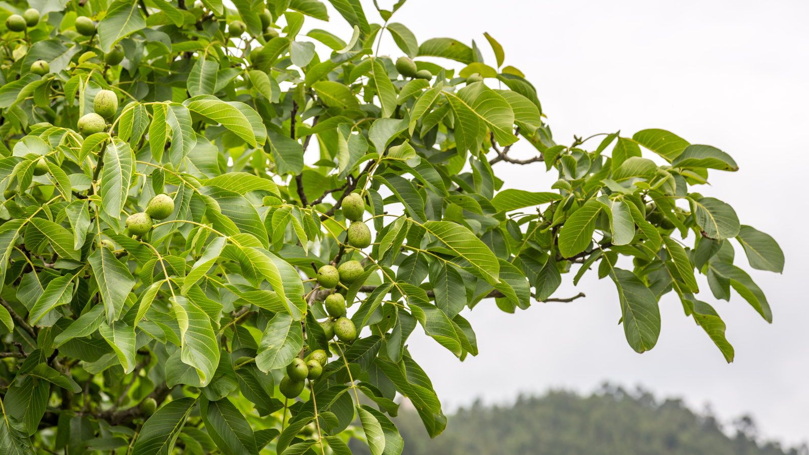 When and how to prune a walnut tree to keep it healthy | Homes and Gardens