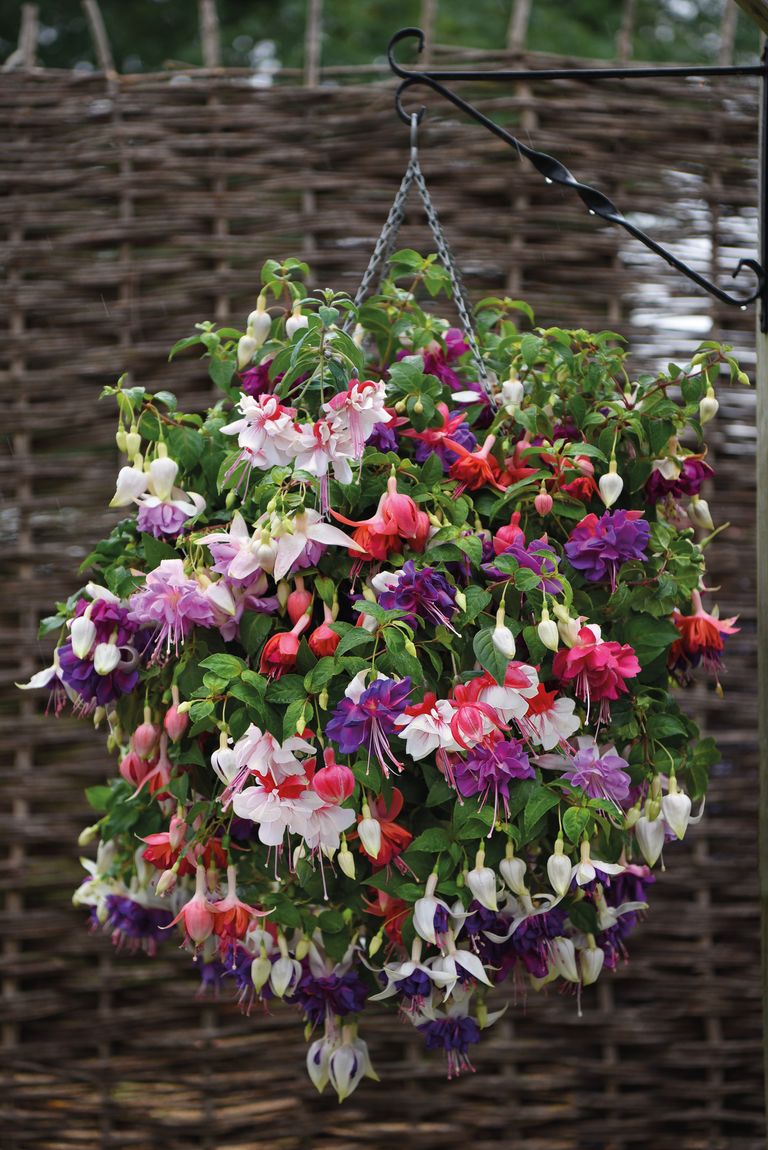 How to grow fuchsias: make them the centrepiece of your borders, pots ...