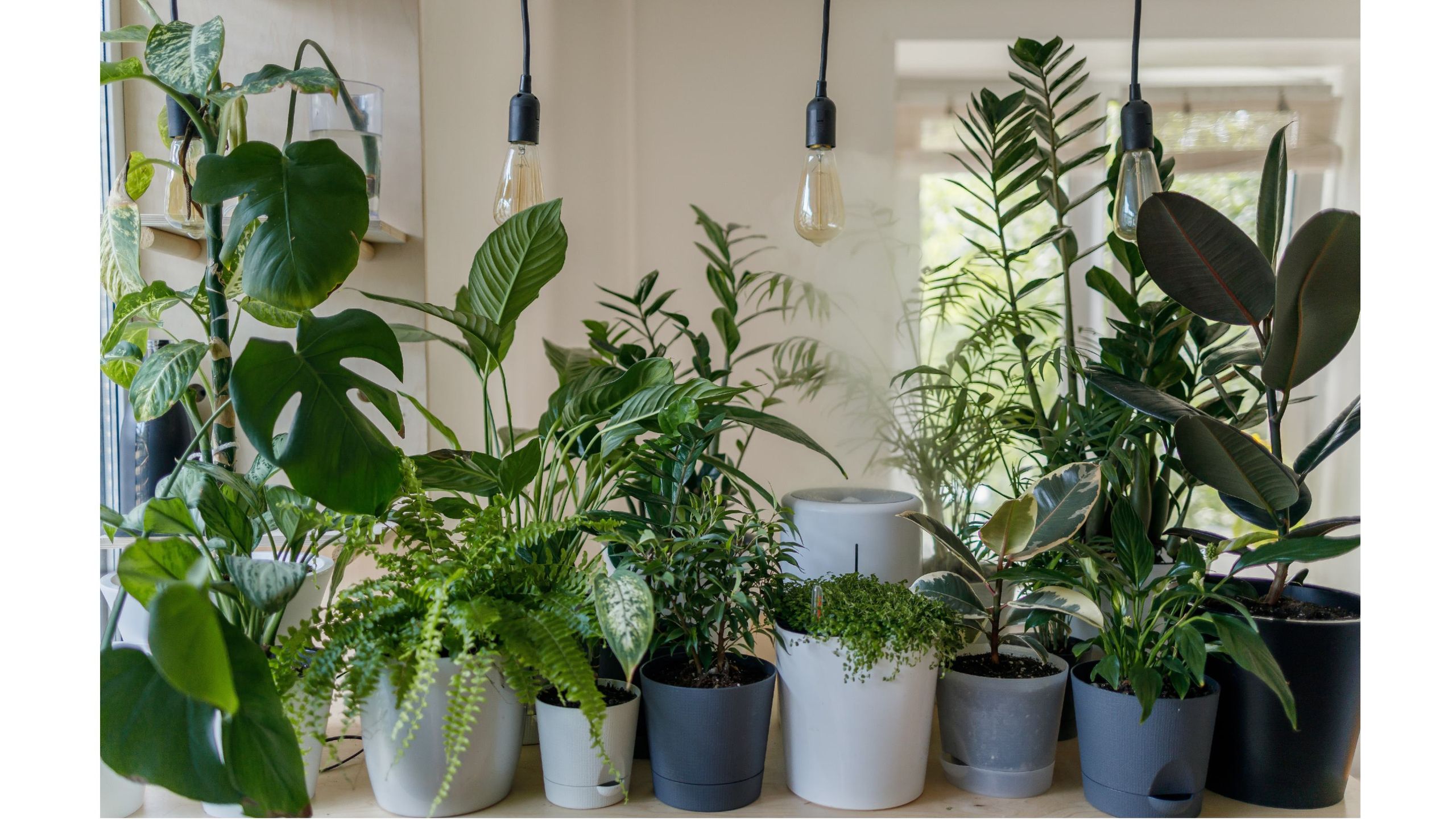 Best indoor plants: 10 best houseplants for every room | Gardeningetc