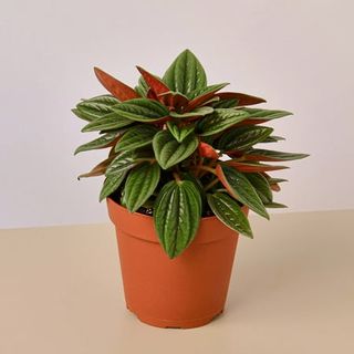 How to care for peperomia plants: 3 tips from houseplant experts ...