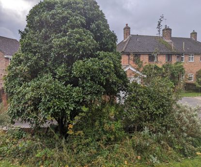 9 tree mistakes to avoid | Homes and Gardens