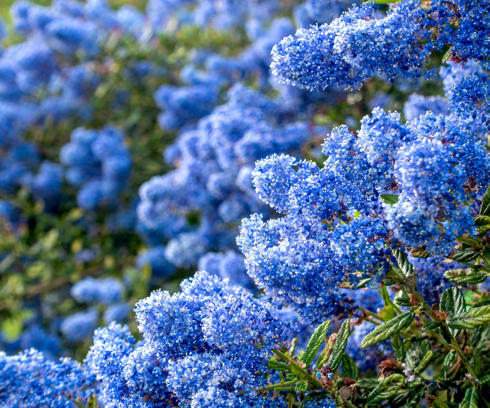 Fancy A Blue Garden Design? Try These Plants For Inspiration ...