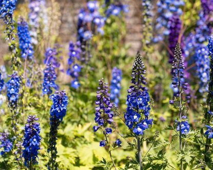 Tall flowers: 12 varieties to add height and drama | Gardeningetc
