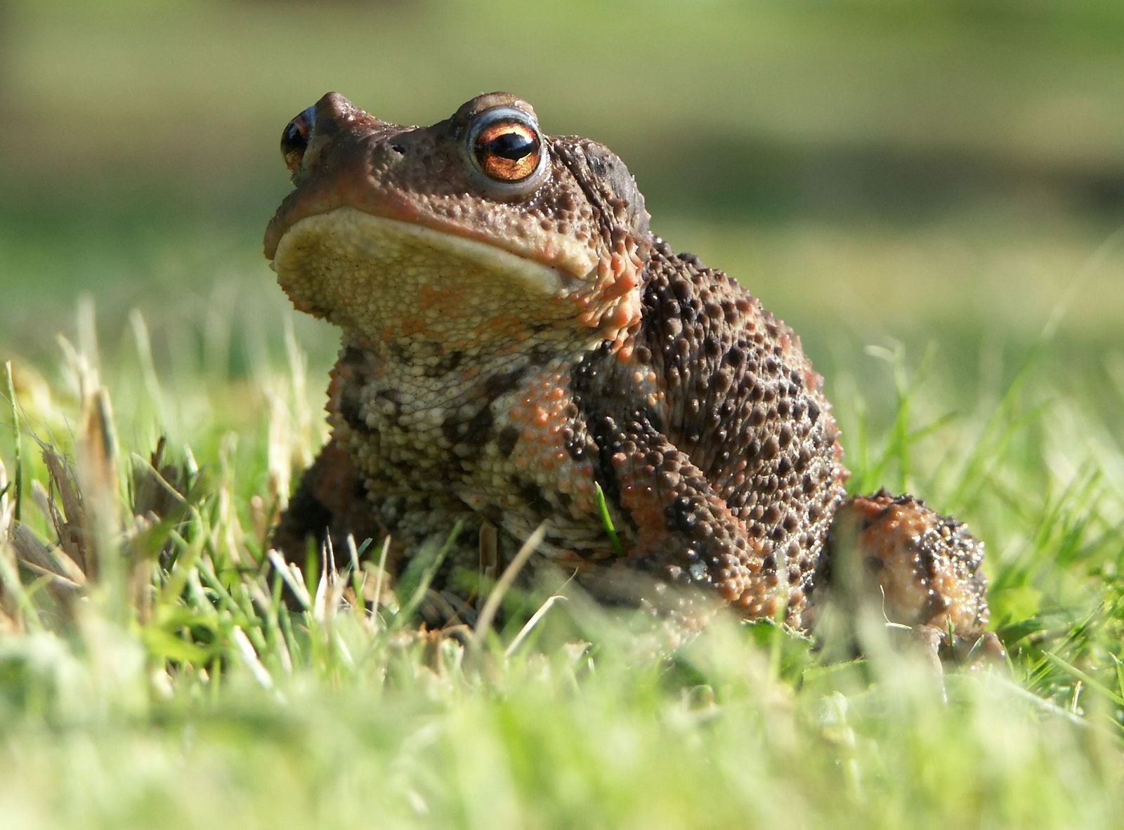 Eliminate Toads: Tips On How To Get Rid Of Garden Toads | Gardening ...