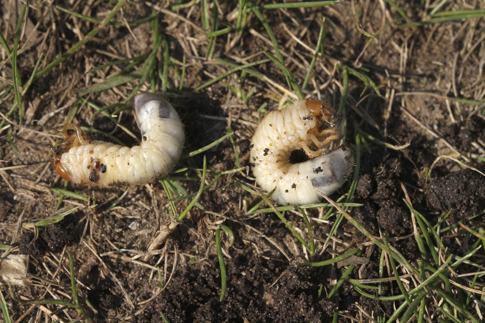 Bugs In Lawn Learn About Common Lawn Insects And Management Bugs In Lawn Learn About Common Lawn Insects And Management