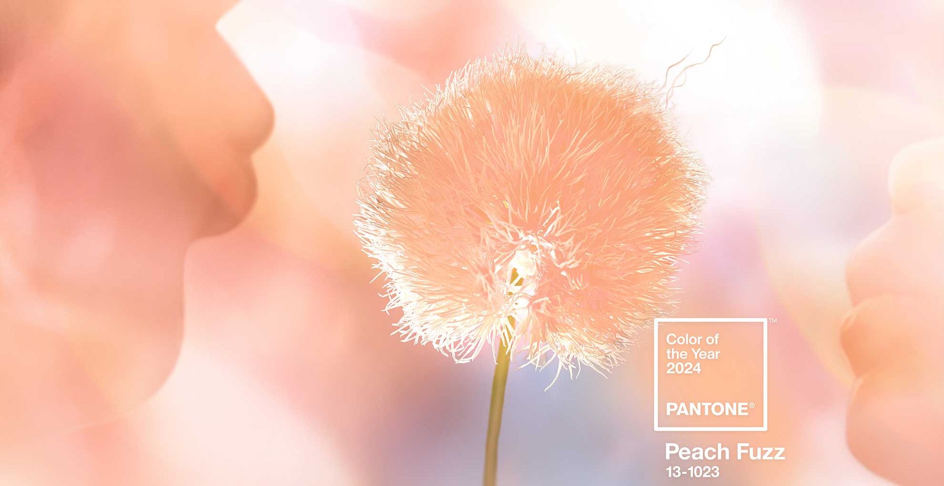 How to use Pantone Color of the Year 2024 in your home | Woman & Home