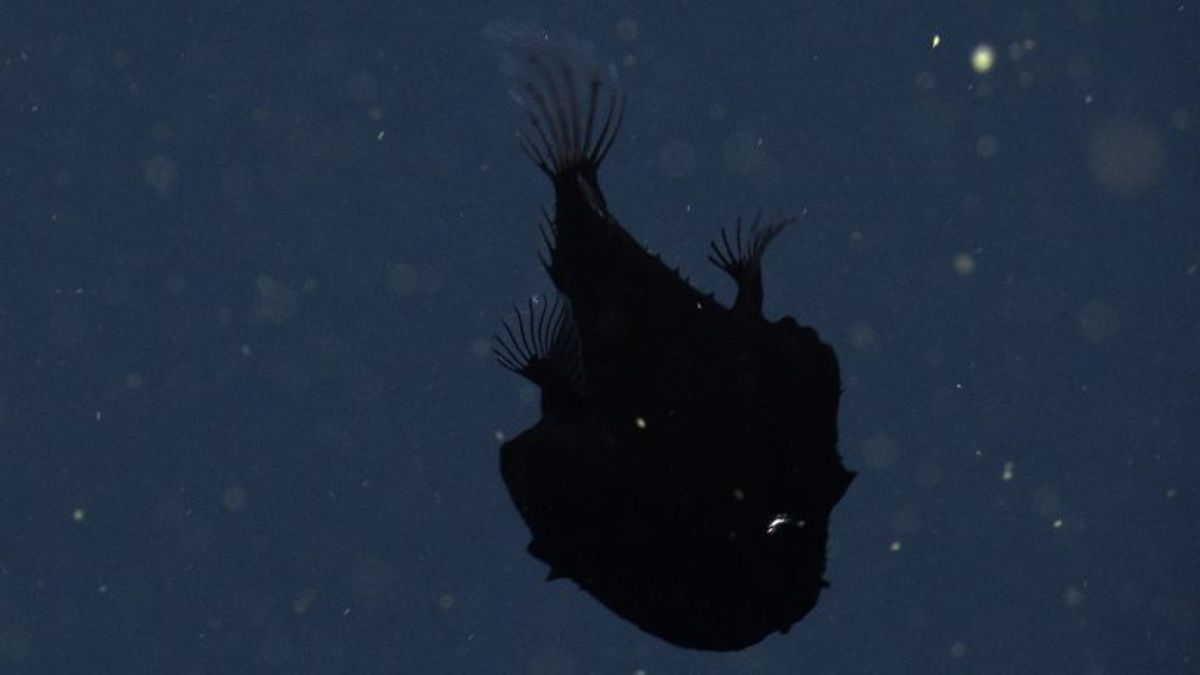 Watch a super-rare dreamer anglerfish with ultra-black 'invisibility ...
