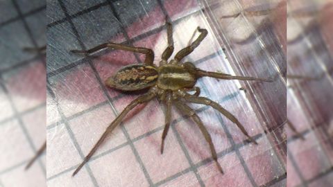 Female spiders play dead during sex so males don't have to worry about ...