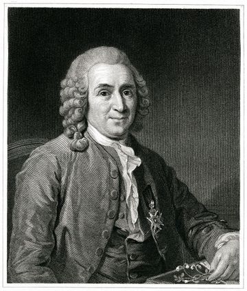 Curious Questions: What is Linnaeus’s Flower Clock? | Country Life