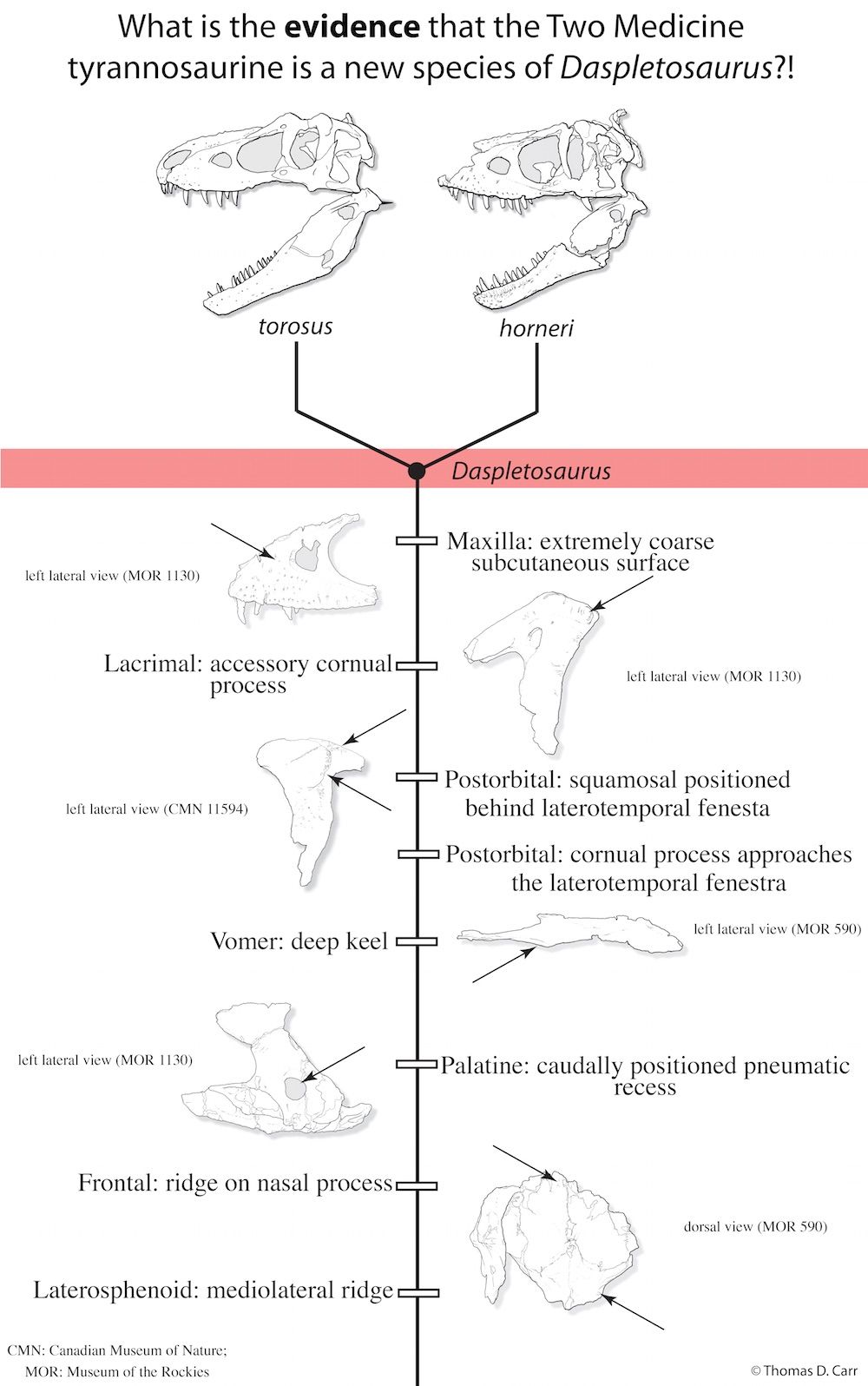 Photos: Newfound Tyrannosaur Had Nearly 3-Inch-Long Teeth | Live Science