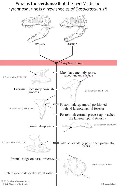 Photos: Newfound Tyrannosaur Had Nearly 3-Inch-Long Teeth | Live Science