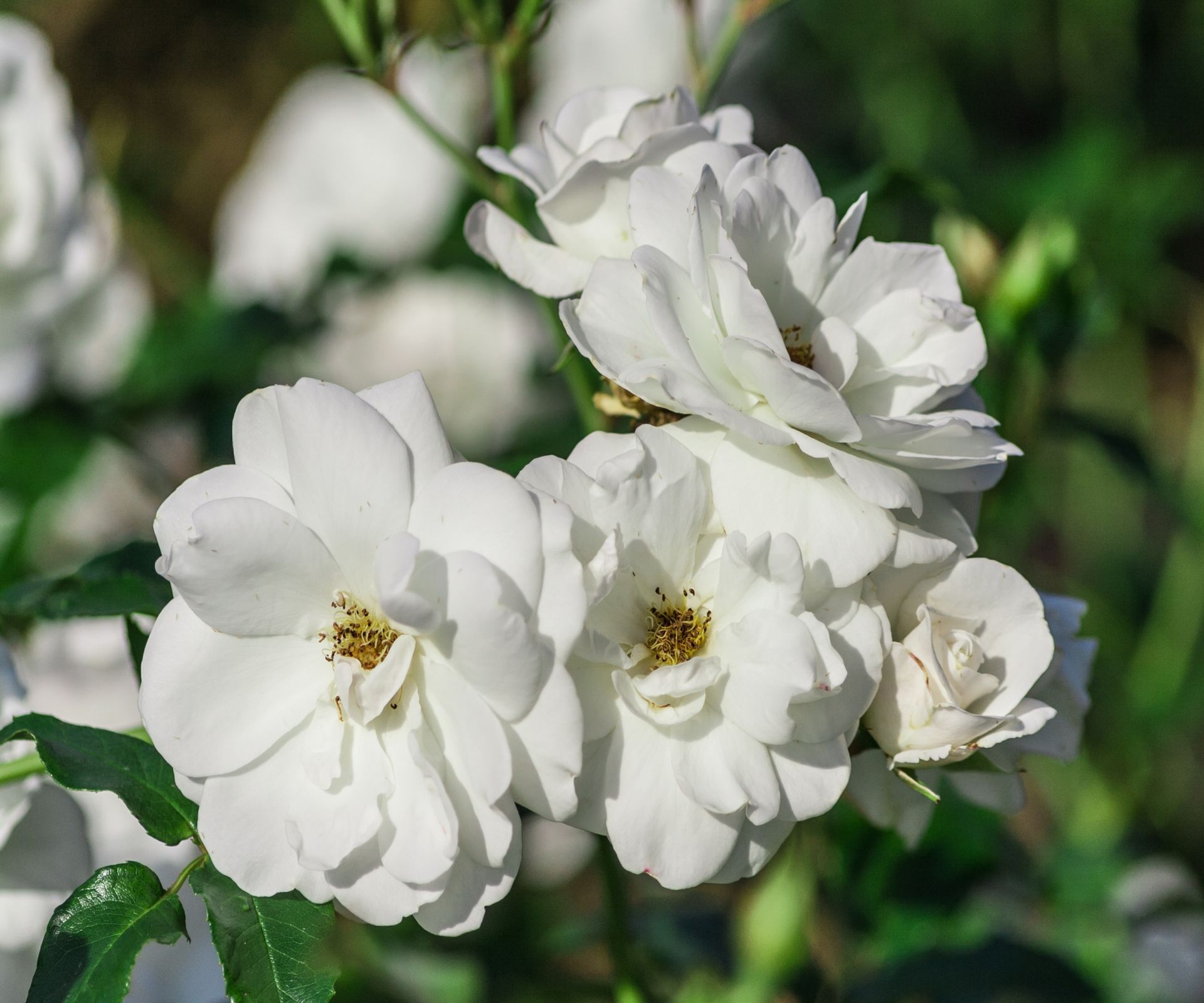 Are roses drought tolerant? Expert advice for dry gardens | Homes and ...