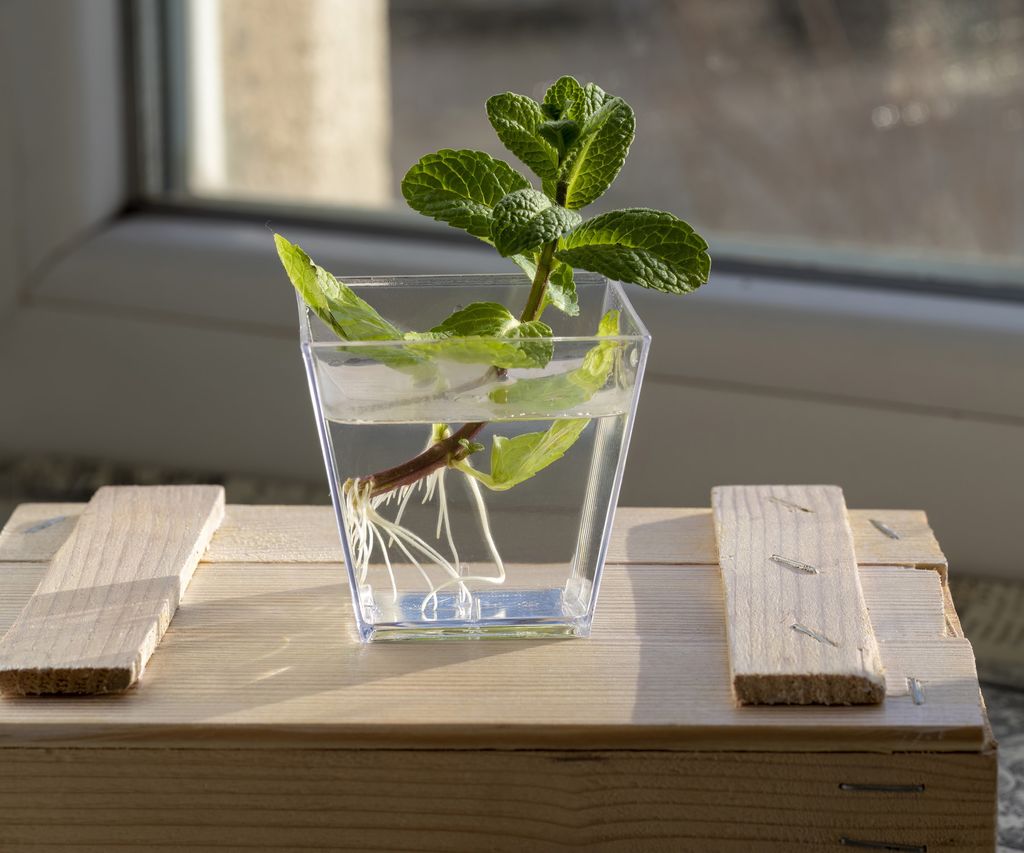 How to grow mint indoors: expert tips for windowsill crops | Homes and ...