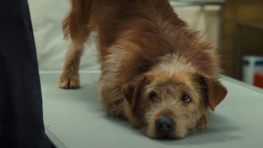 30+ Movie Animals That We All Love More Than The Rest Of The Cast ...