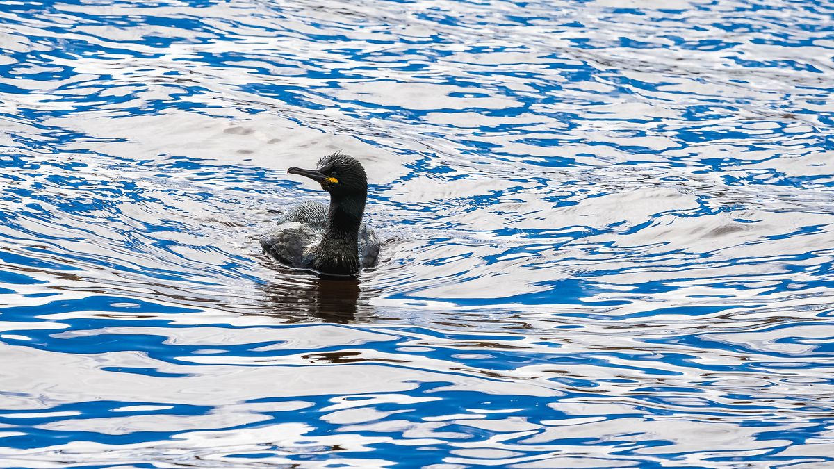 This one lens is the perfect choice for my wildlife photography goals ...