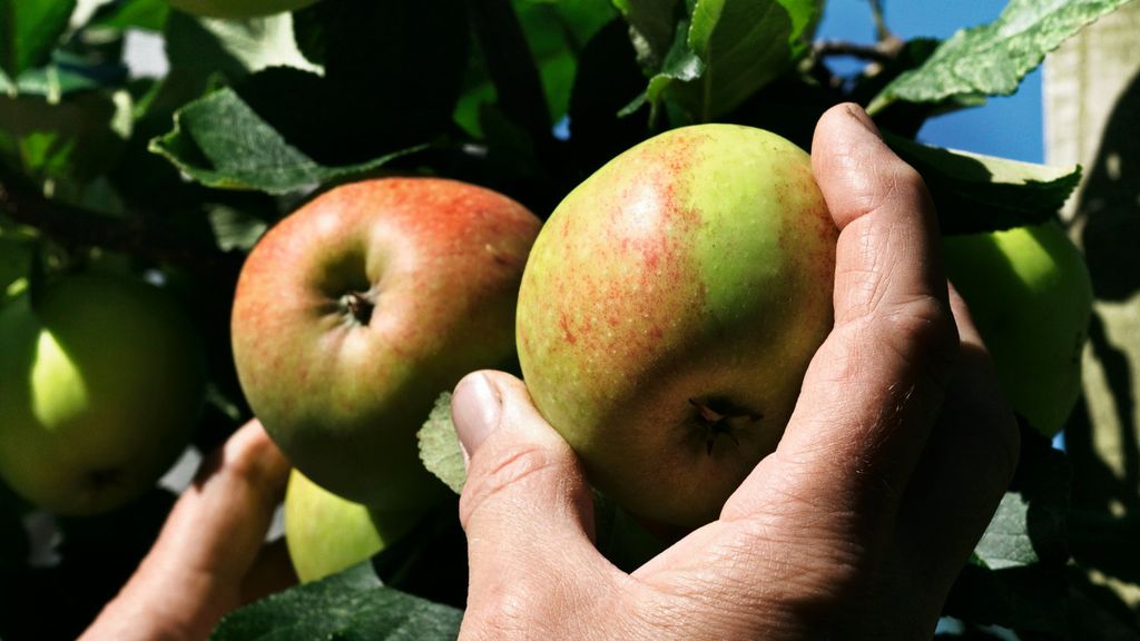 How to pick apples - expert tips for proper harvesting | Homes and Gardens
