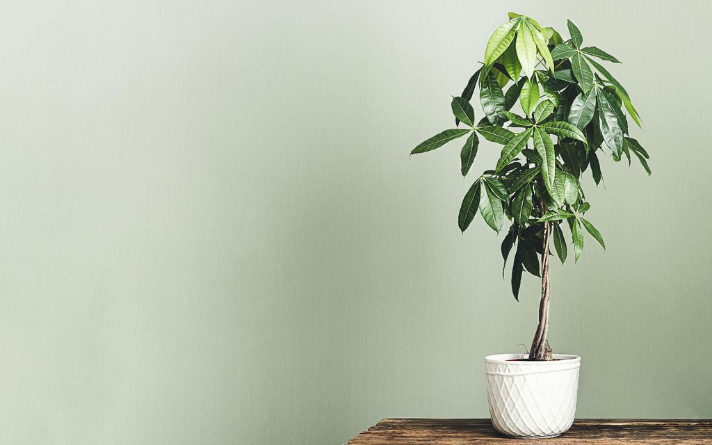 How to propagate a money tree: expert advice on growing new plants ...