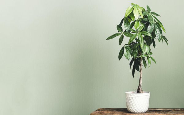 Terracotta decor: 10 ideas for using this warm, earthy shade | Homes ...
