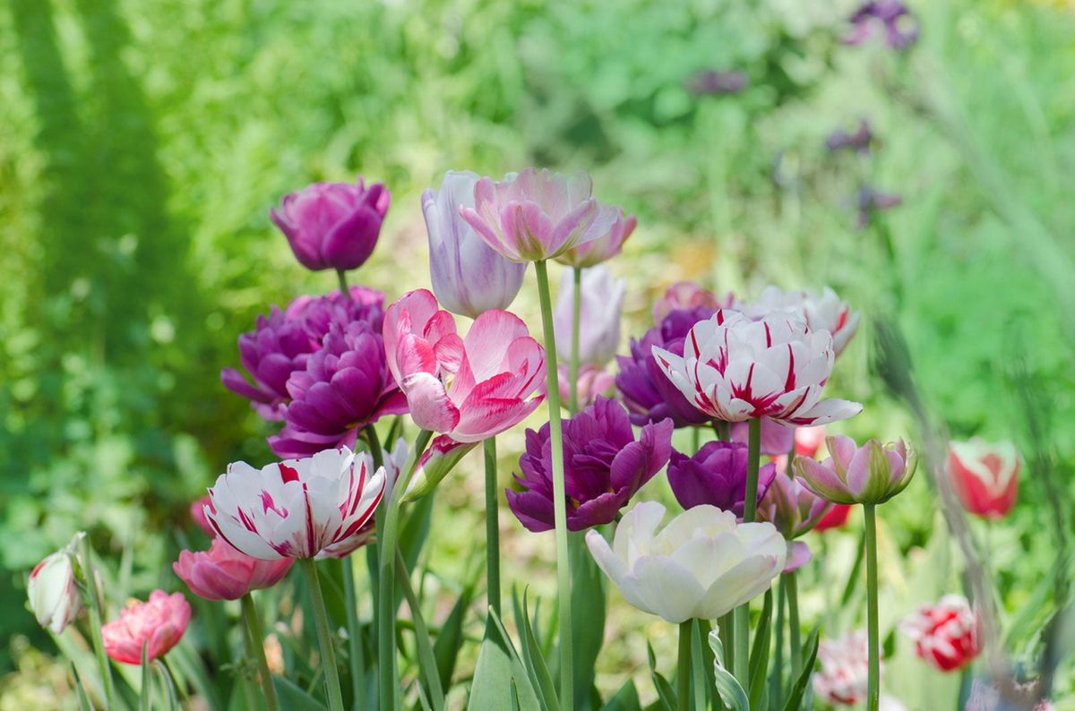 Planting Spring Flowers – Cold Weather Flowers Bulbs For Your Garden ...