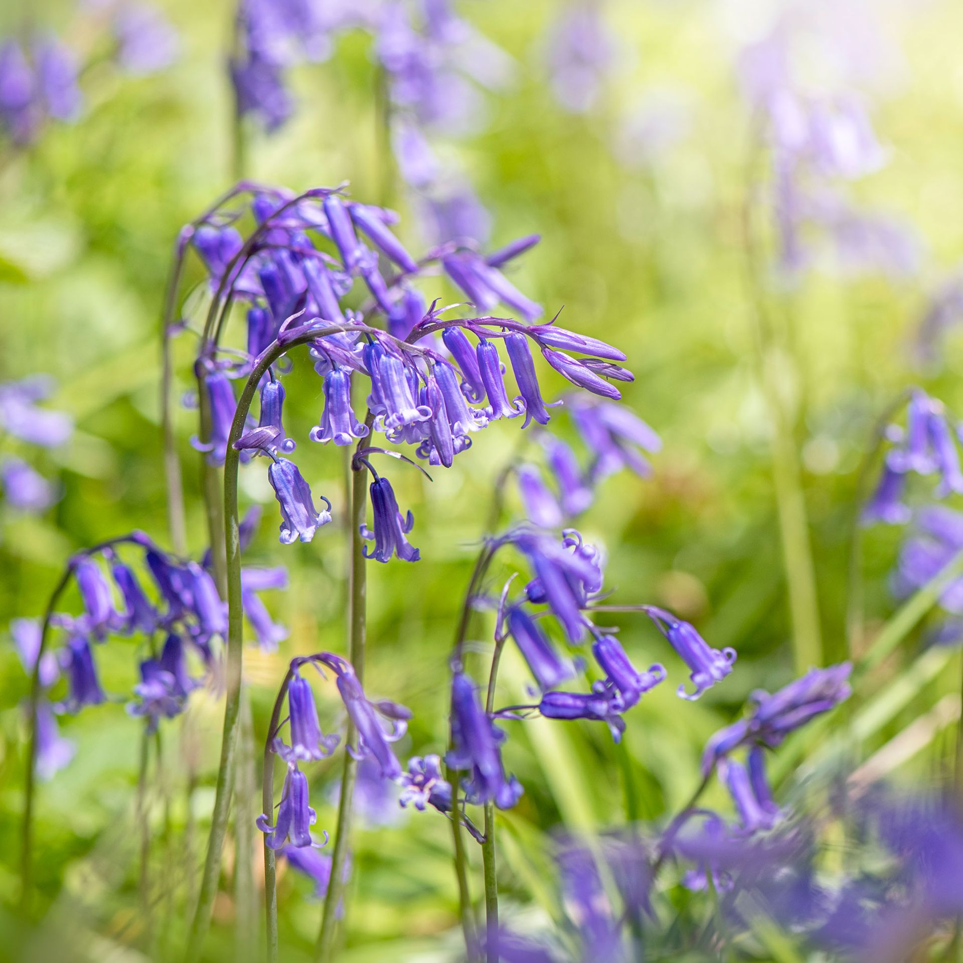 How to plant bluebell bulbs to start your own woodland garden | Ideal Home