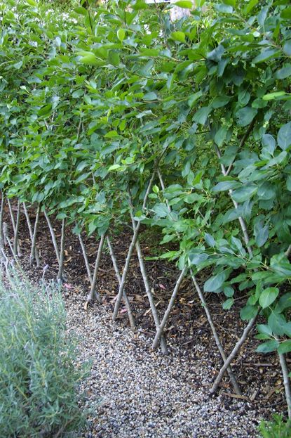 9 small garden fence ideas to add style to compact spaces | Livingetc