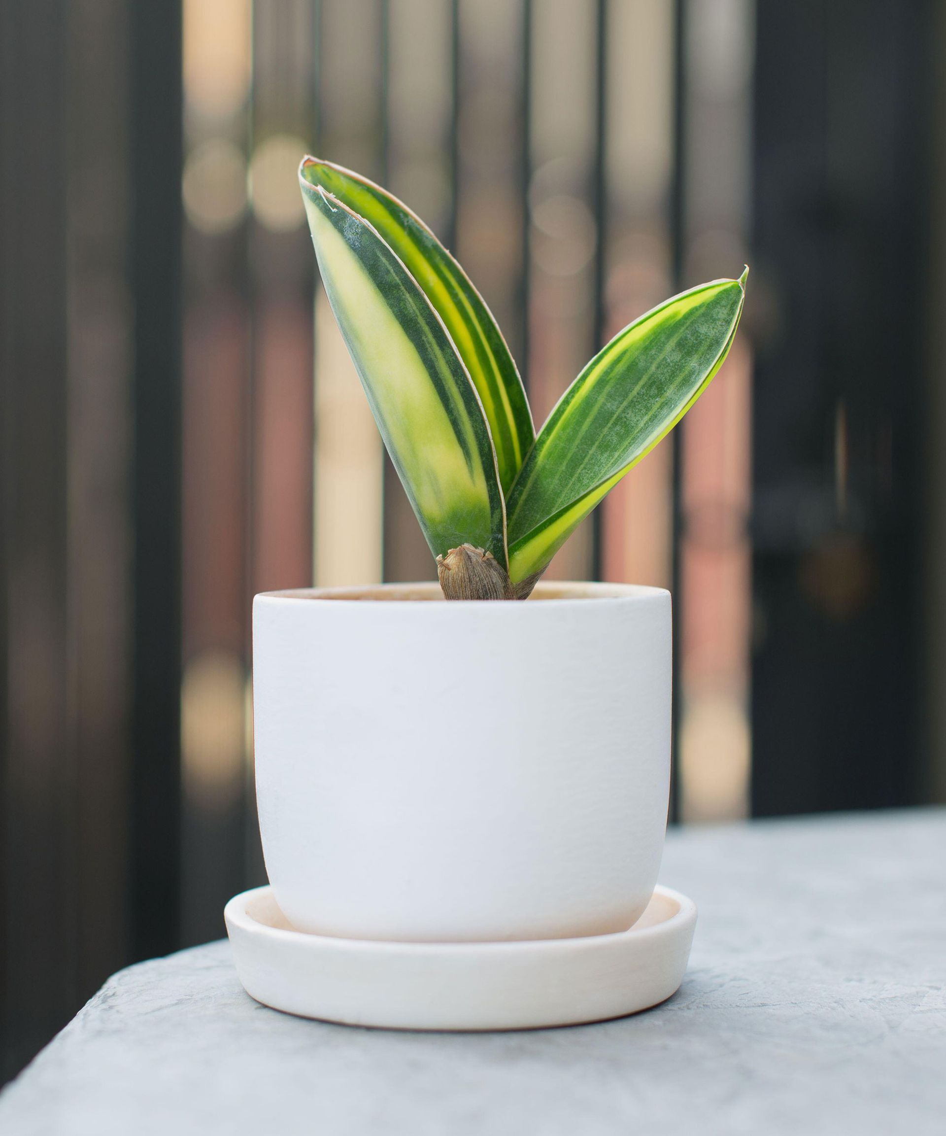 10 of the most underrated houseplants | Homes and Gardens