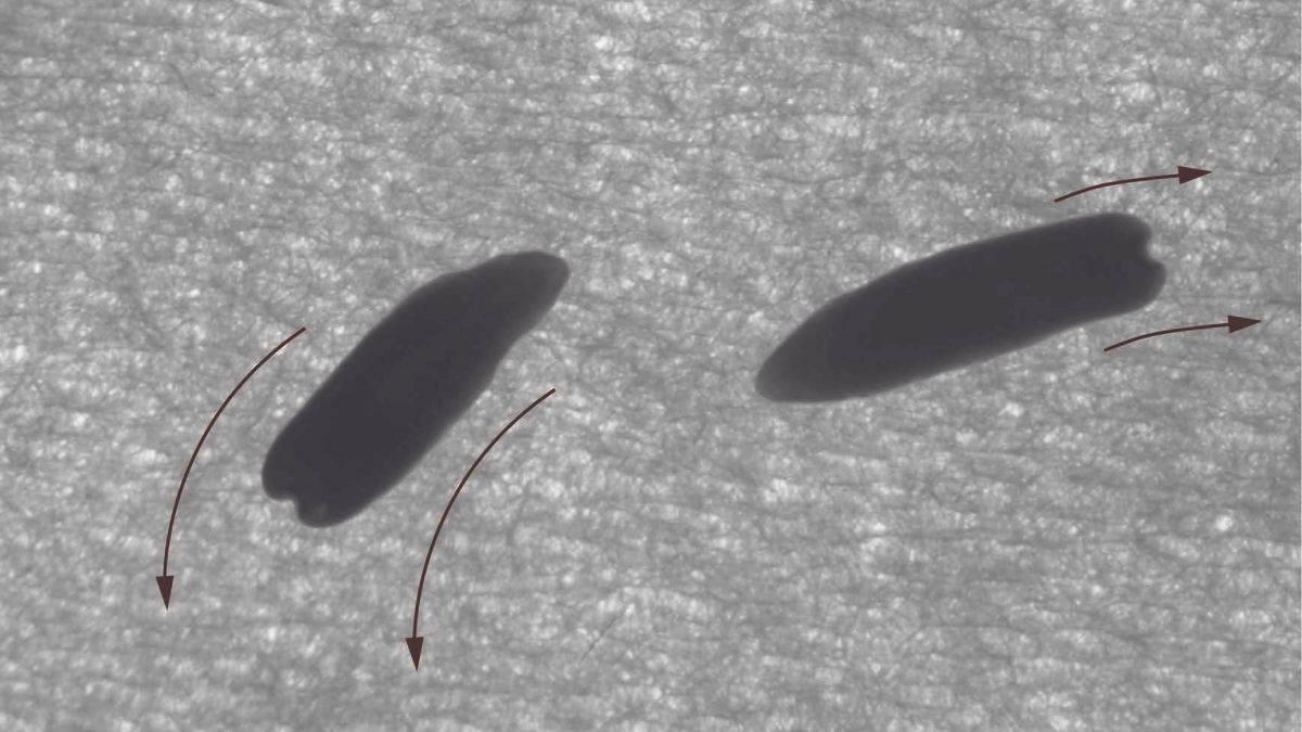 Decapitated worms 'see' with their headless bodies | Live Science