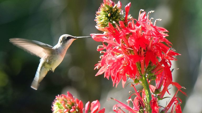 Grow These 10 Full Sun Hummingbird Plants For Happy Hummers | Gardening ...