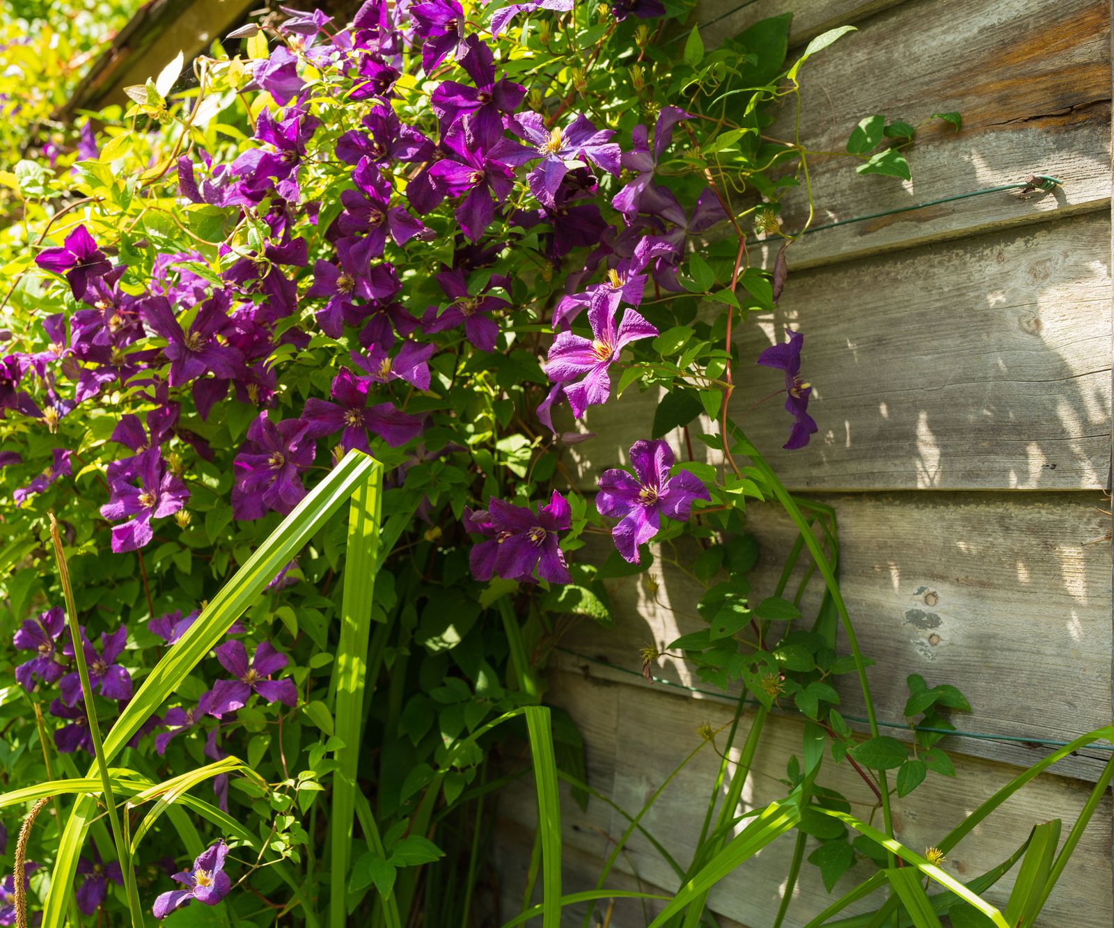 Best plants to cover a shed: 10 inspirational ideas | Homes and Gardens